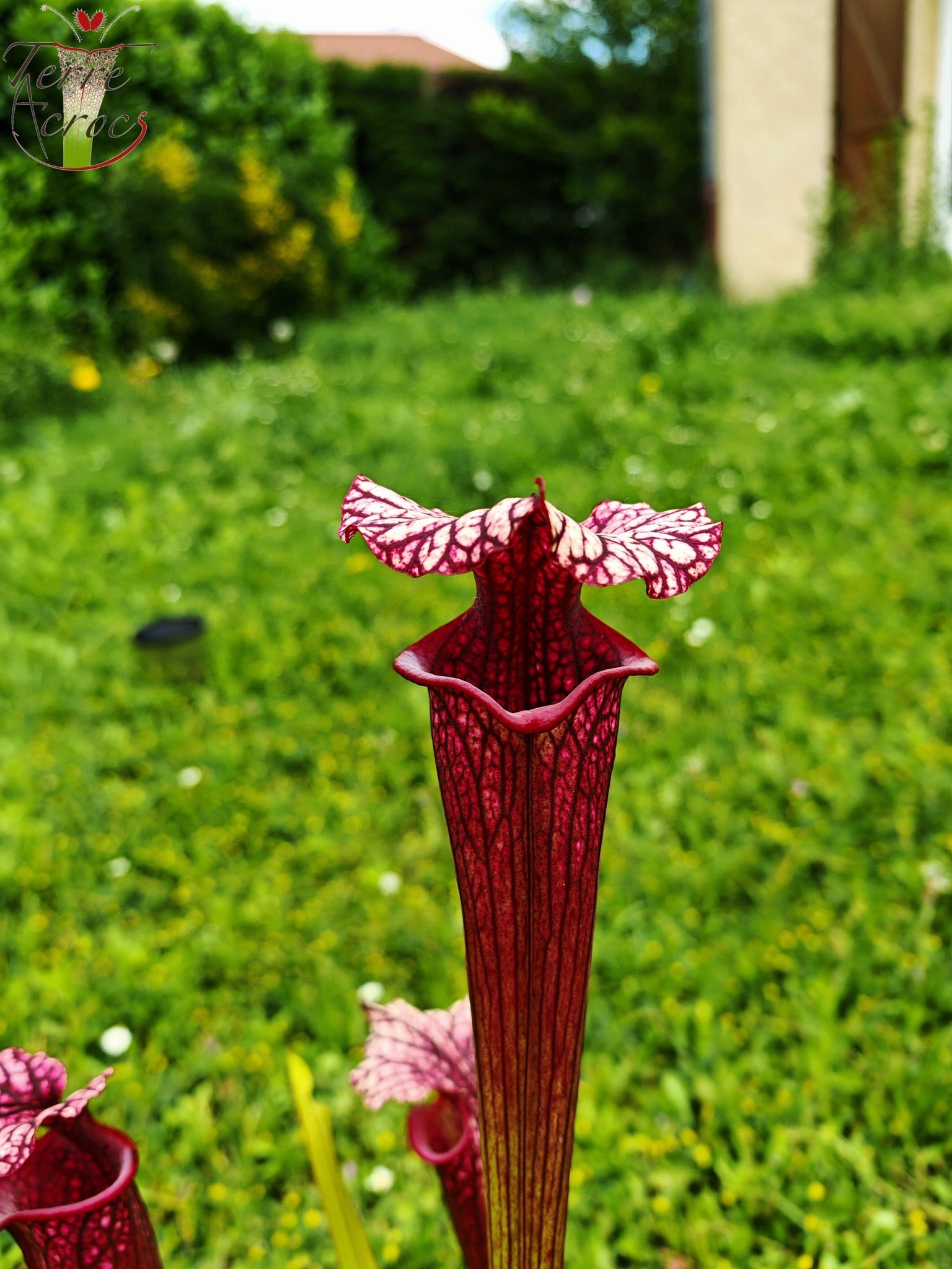 SXM17 Sarracenia x moorei -- (S. flava var. rubricorpora (F149, MK) x ...